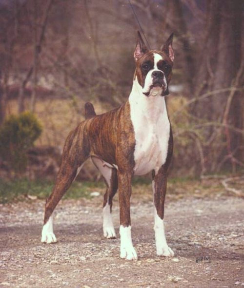 Welcome to Cachet Kennels